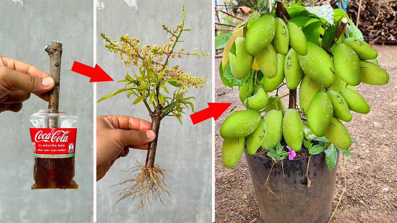 Video summary of many ways to grow mango trees to bear fruit quickly at ...