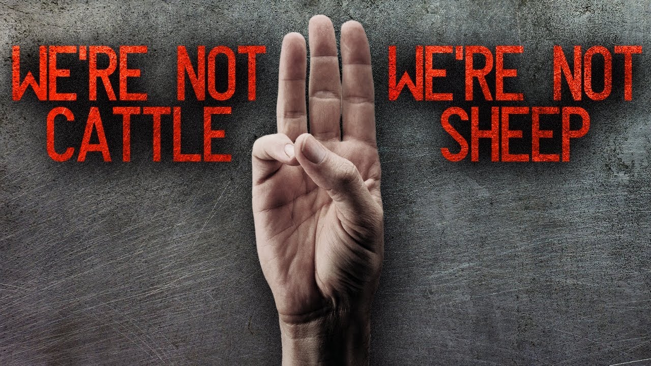 WE'RE NOT CATTLE : WE ARE NOT SHEEP - YouTube