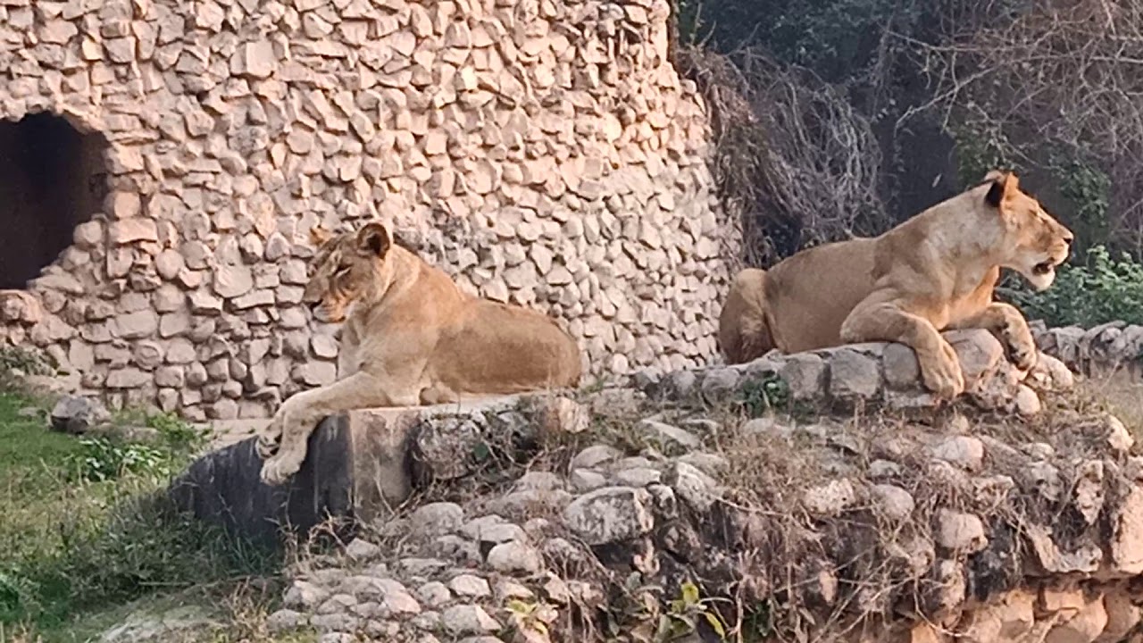 LUCKNOW ZOO IN REAL LION IN ACTION MODE - YouTube