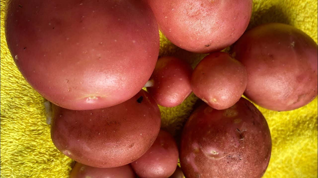 Nag harvest ko ahong tanom patatas nakakita kog makong wati - YouTube