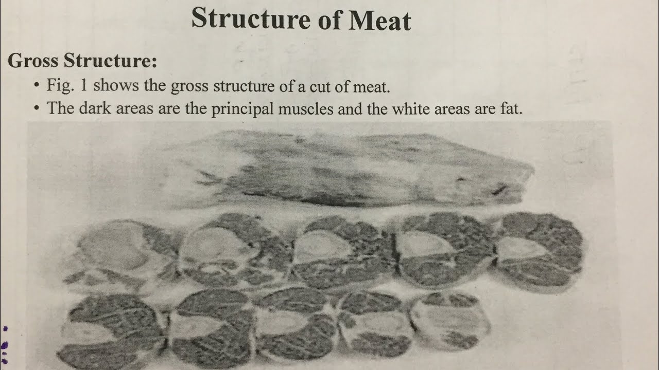 ||Structure of meat ||Muscle ||Muscle fibre bundle ||Muscle fibre ...