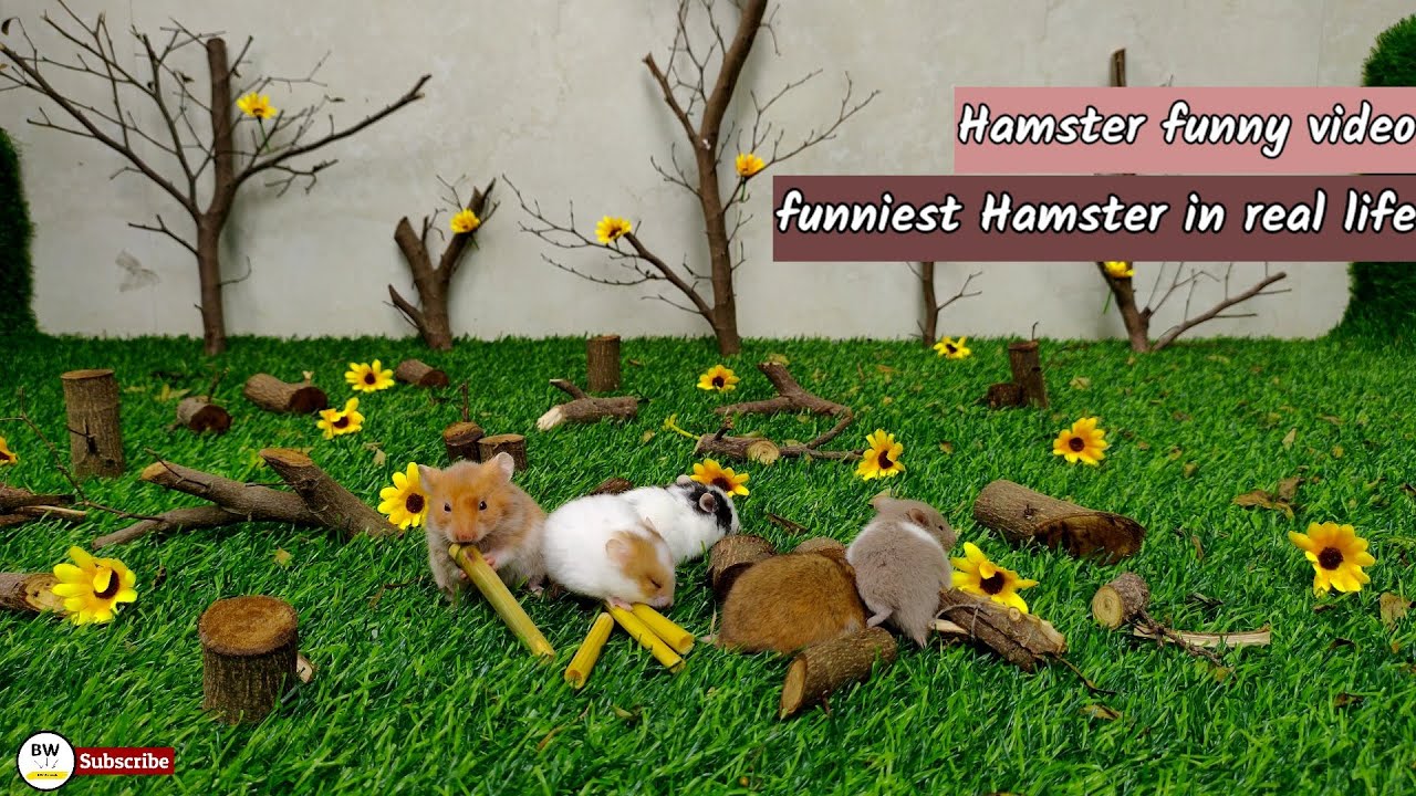 Funny hamsters video in real life | Hamster Maze - YouTube