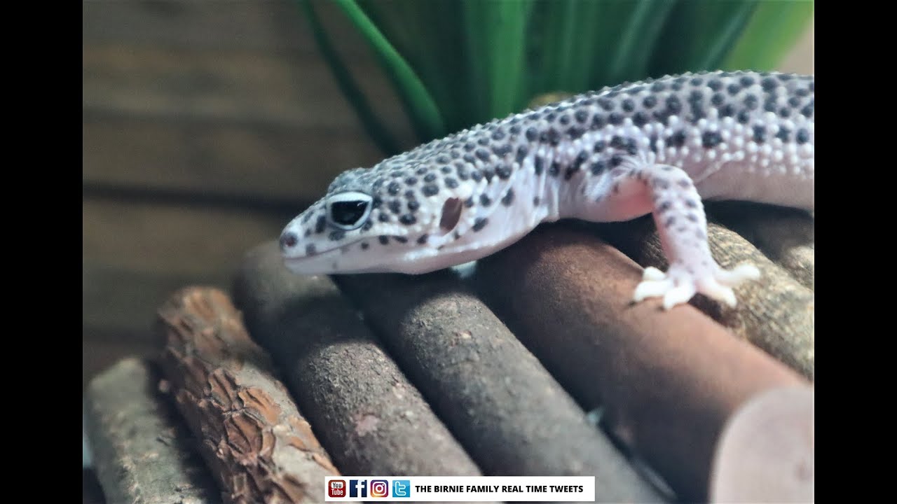 How To Bath A Leopard Gecko When They Are SHEDDING THEIR SKIN - BFF ...