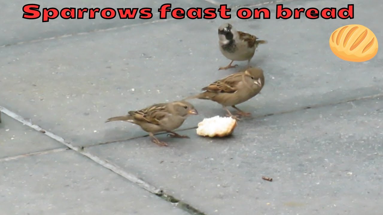 Lots of sparrows feasting on a piece of bread - YouTube