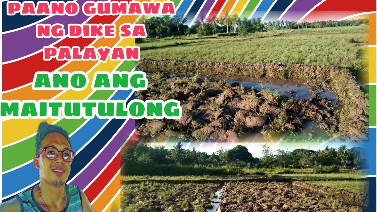 Rice Farming/Paano gumawa ng dike sa palayan/ ano ang benipisyo nito sa ...