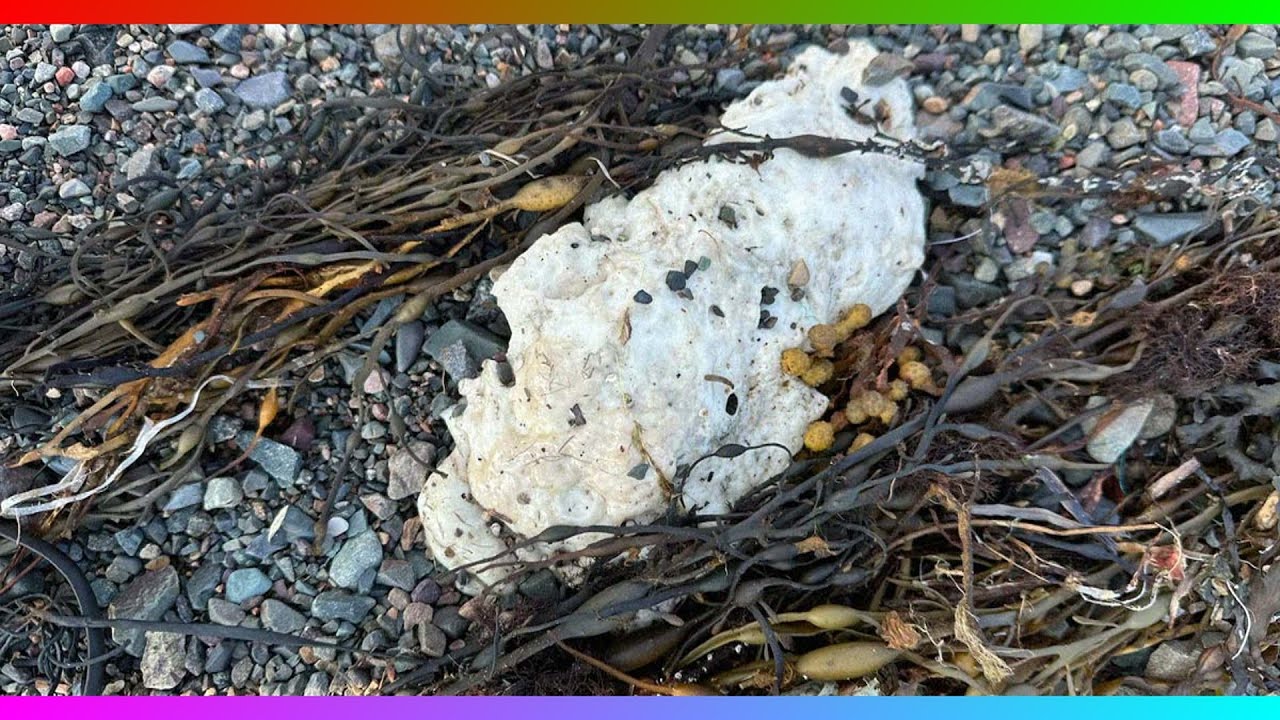 White blobs washing up on Newfoundland beaches - YouTube