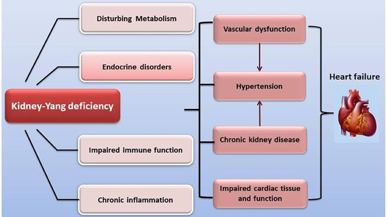 CLINICAL MANIFESTATIONS OF KIDNEY YANG DEFICIENCY & KIDNEY YIN ...
