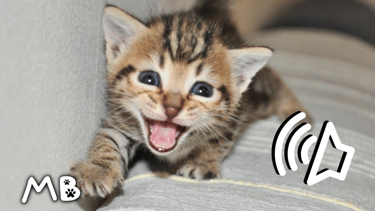 Kitten Meowing | Bunyi Anak Kucing #meowmeow - YouTube