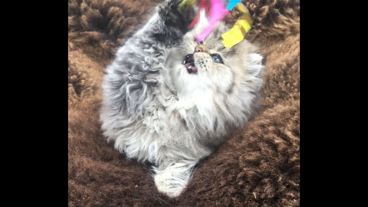 Pixie the blue-golden chinchilla persian girl... - YouTube