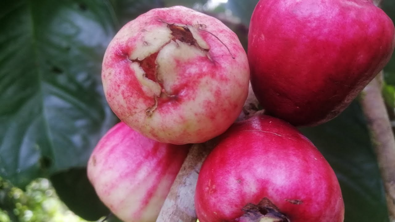 Jambu Bol Jenis Kecil. Manis dan Sedap untuk di Ulam. #jambubol # ...