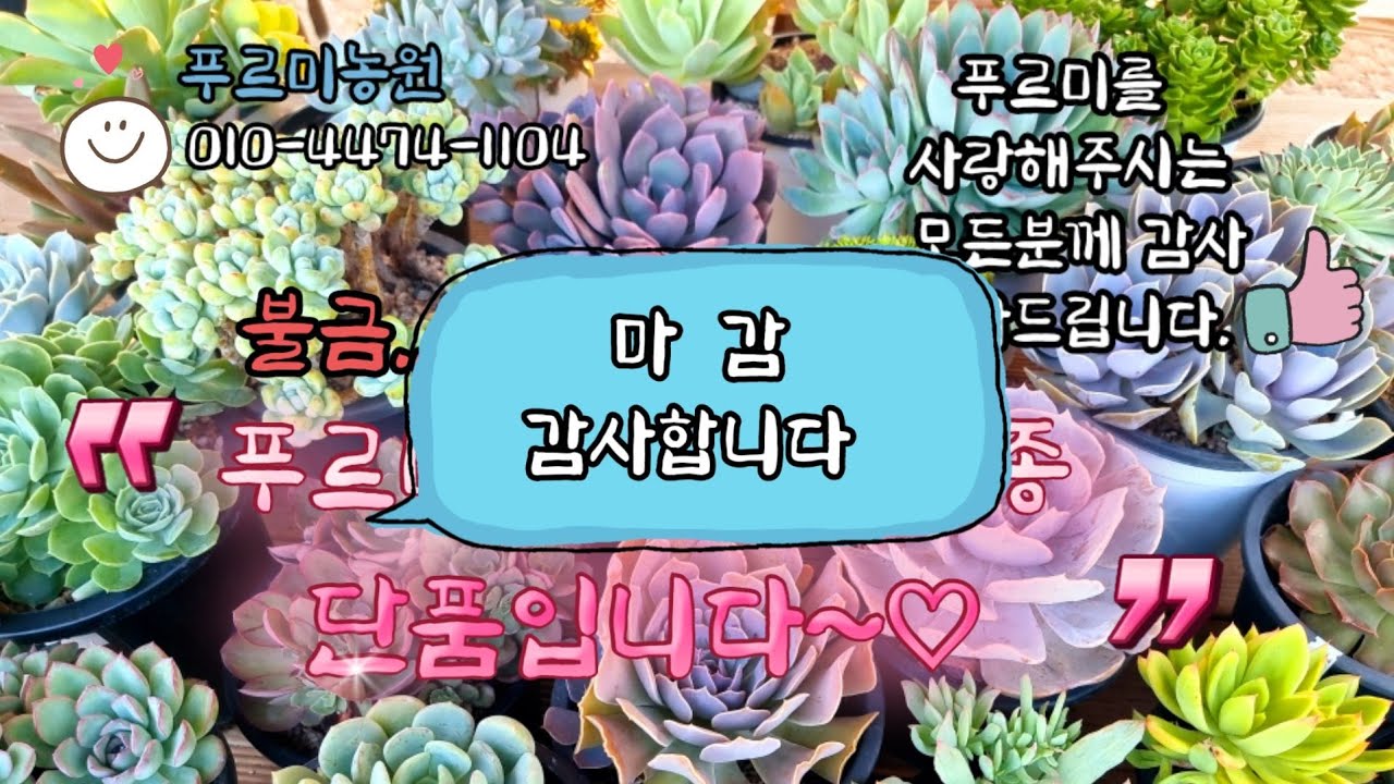 푸르미 불타는 금요일 다육이100종~ 🤗🐷🐷🐷🍀다육농장 다육구매다육식물반려식물장마비여름휴가바위솔청주다육충북다육