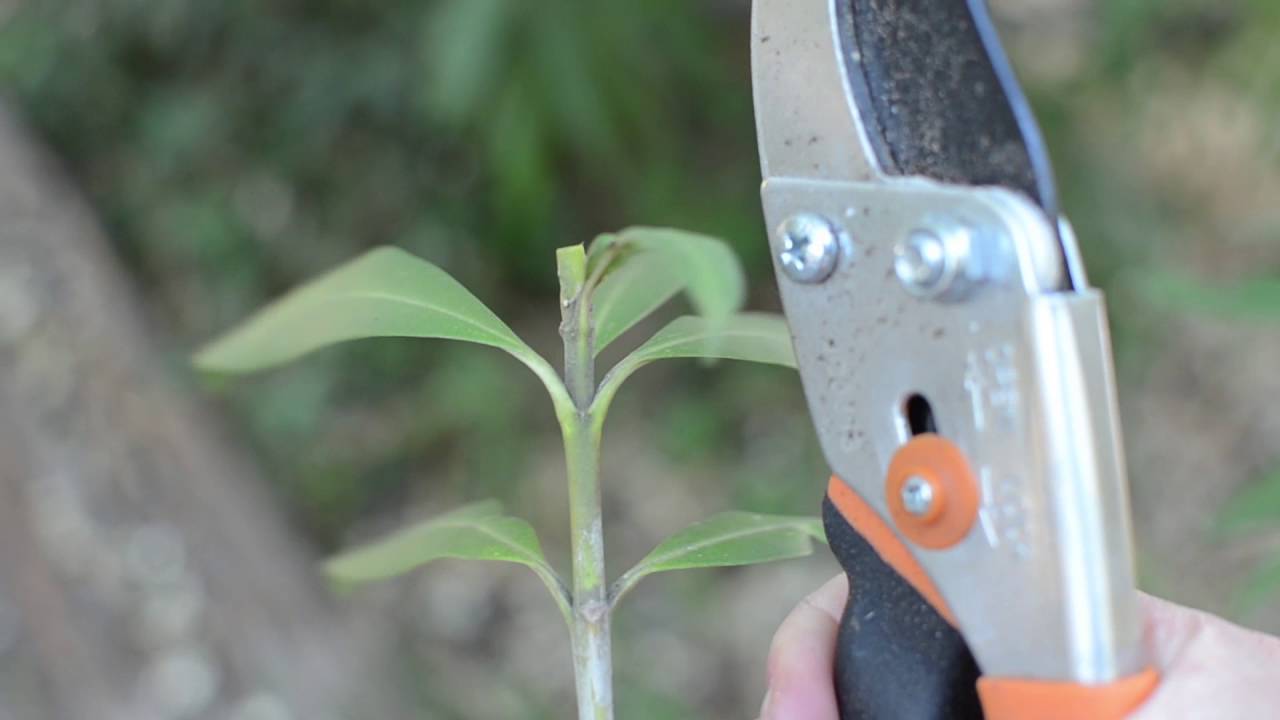 How to Root Oleander from Cuttings - YouTube