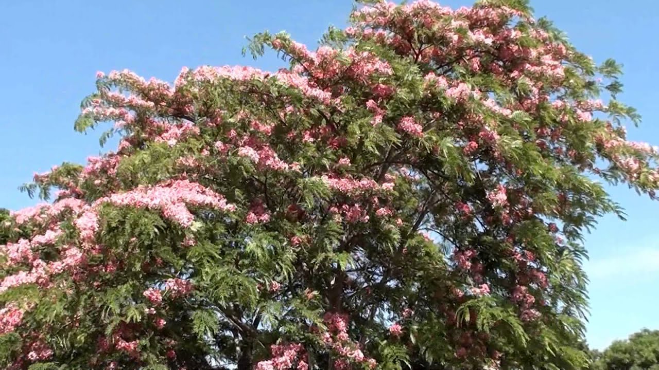 TREES IN BLOOM, CASSIA GRANDIS, CASSIA ROSA Decorative plants, - YouTube