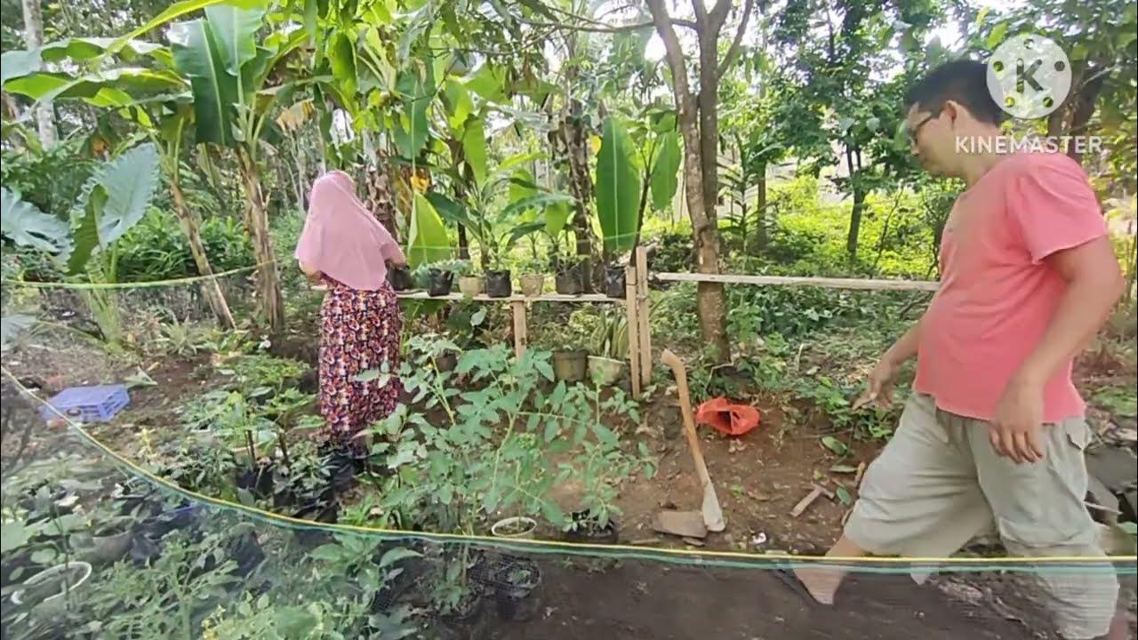 Menata Ulang kebun Sayur Di Halaman Rumah 🏠🏡 - YouTube