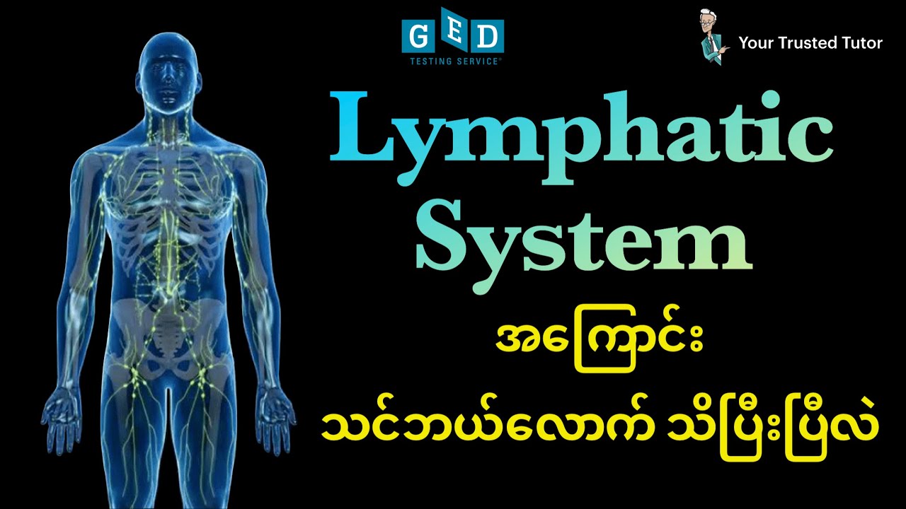 What is Lymphatic System? Explained Clearly for GED Life Science - YouTube