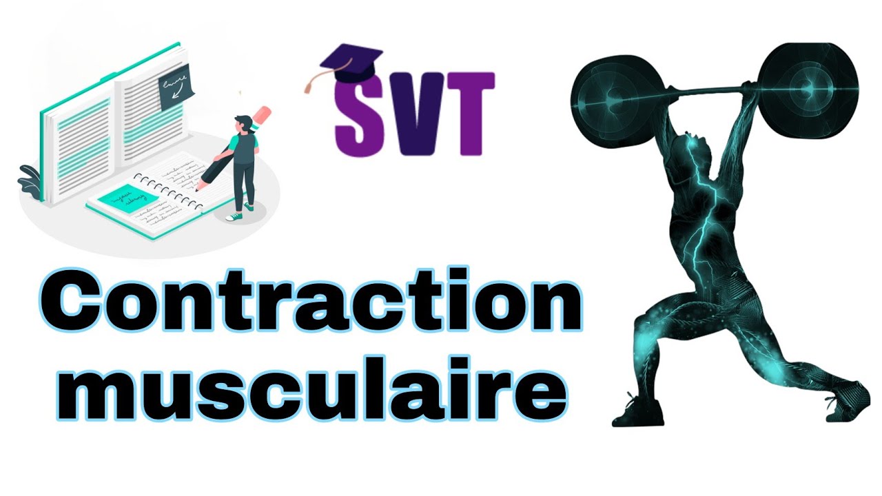 12- Étapes de la contraction musculaire - YouTube