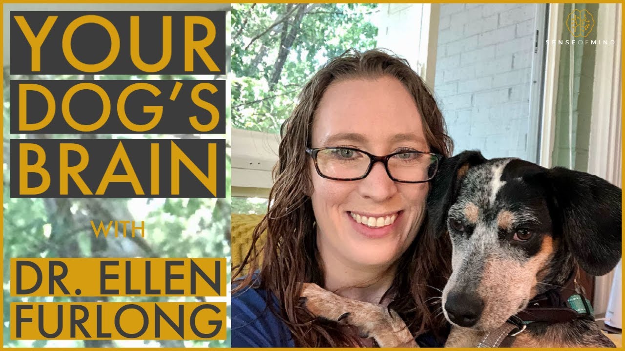 Dog Minds Decoded with Ellen Furlong - YouTube