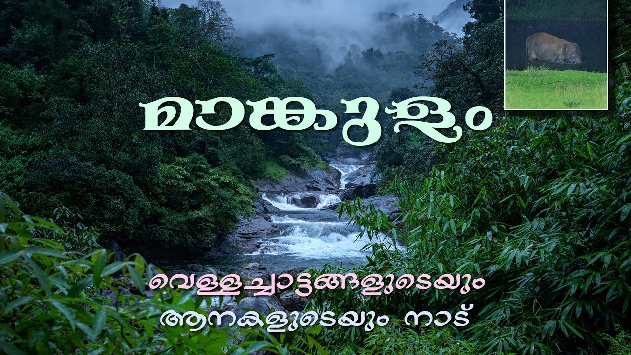 Exclusive Mankulam, Munnar: Waterfalls & Elephants #keralatourism # ...
