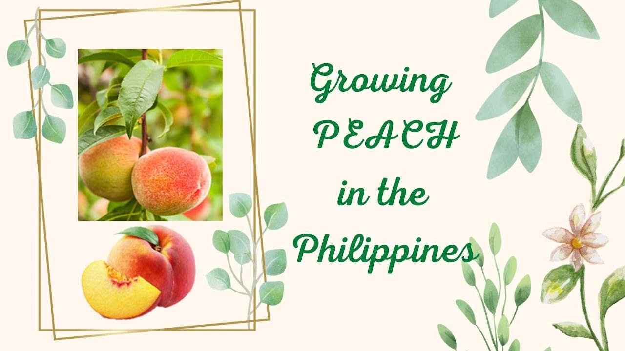 Growing PEACH Tree in the Philippines 🌳🌱💚 Vlog #2 [ Pagpapatubo ng ...