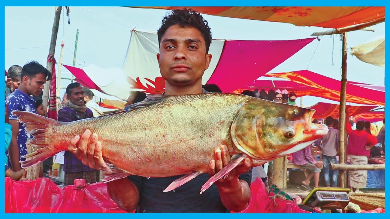 Biggest Fish Fair Poradoho Fish Fair in Bogra (Part 23) | Fish Corn ...