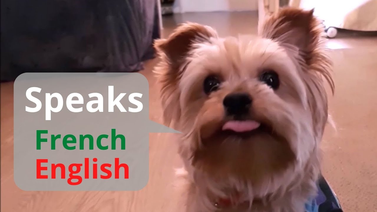 Talking Dog Yorkie - YouTube
