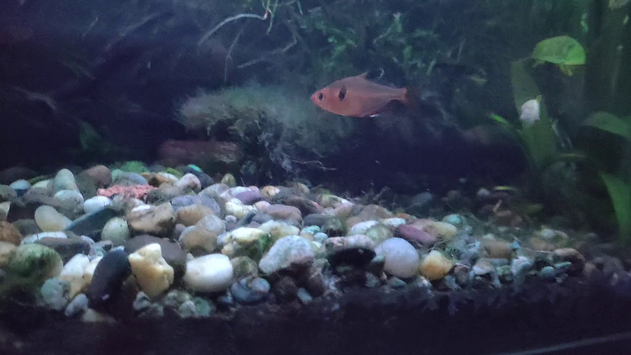 Danio Zebra Planted tank Dark water Tropical river view - YouTube