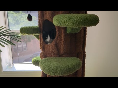 Magic Forest 90" Tall Cat Tree -- My Thoughts 2 Weeks Later (Love It ...
