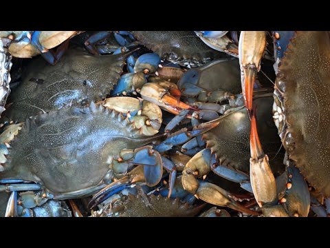Big Blue Crabs in Charleston. Johns Island South Carolina. Twonn’s Crab Trap. - YouTube