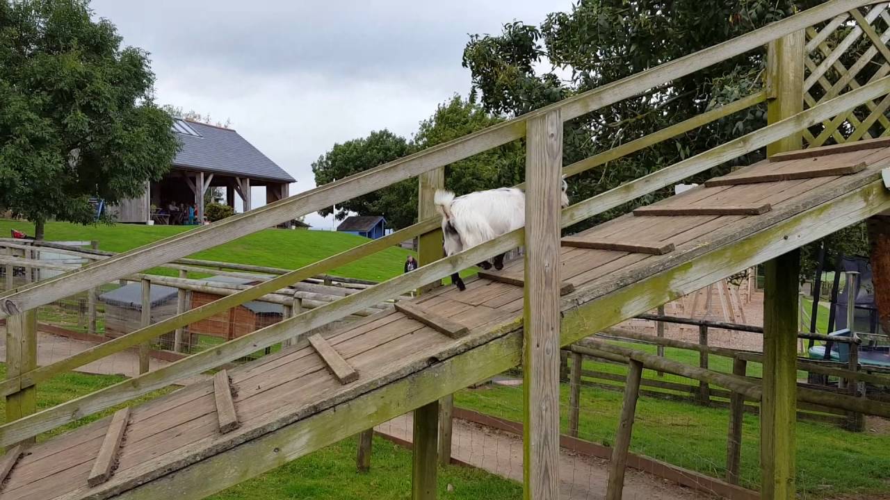 Baby goat climbing - YouTube