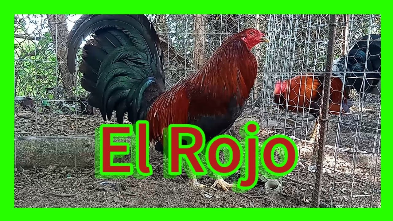 Gallo Colorado- Gallo Rojo- Gallo Fino- Gallo Primer Nivel- El Huizache ...