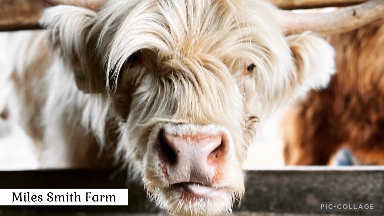Miles Smith Farm- Loudon, Nh - YouTube