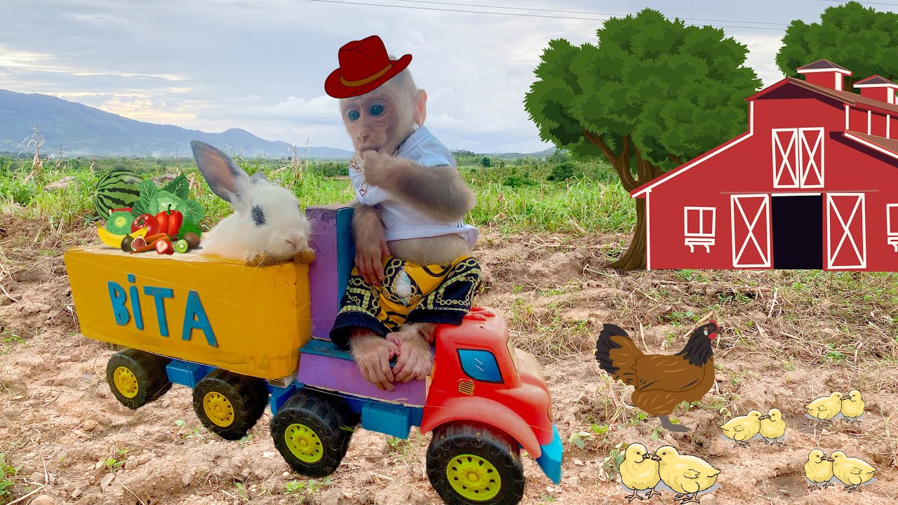 Lovely monkey BiTa visits his fruit farm - video monkey - YouTube