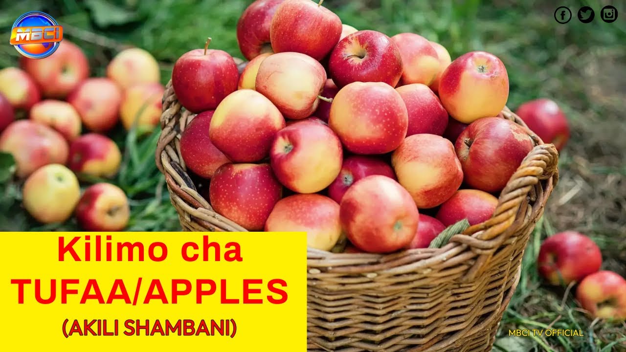 THE SECRET BEHIND GREAT APPLE FARMING - Kilimo cha Tufaa (LAIKIPIA ...