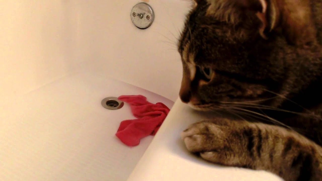 Draper Bathing Cats Watching - YouTube