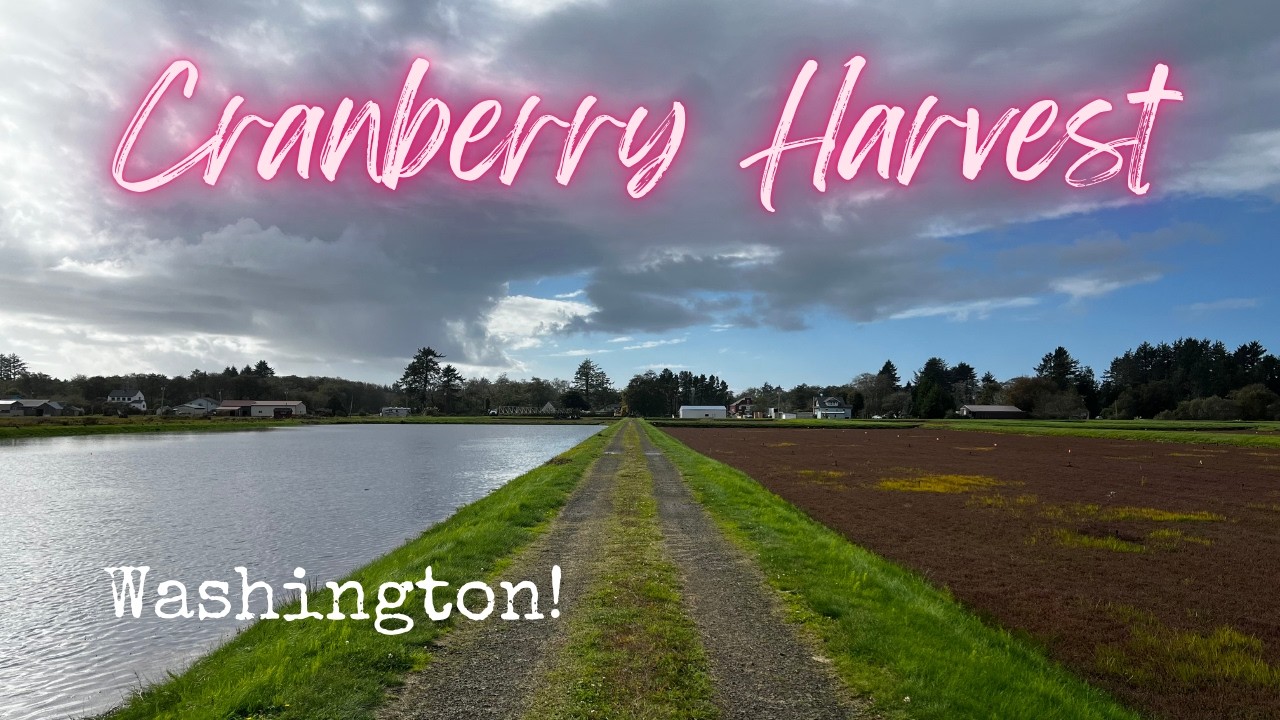 Cranberry Harvest in Washington State! - YouTube