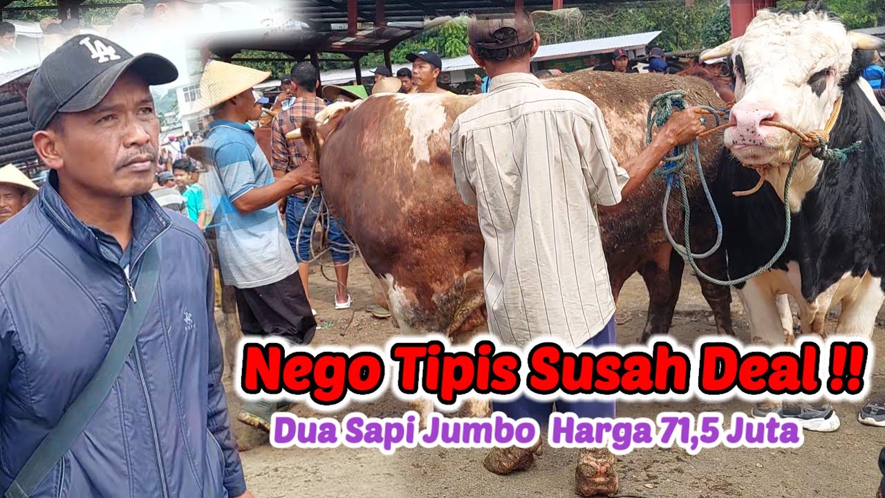 Nego Tipis Susah Deal🔥Dua Sapi Jumbo Simental Moncong Buka Harga 71,5 ...
