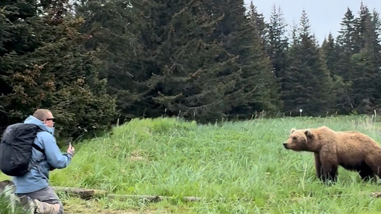 Bear w/ Cub Approach Alaska Guide - YouTube