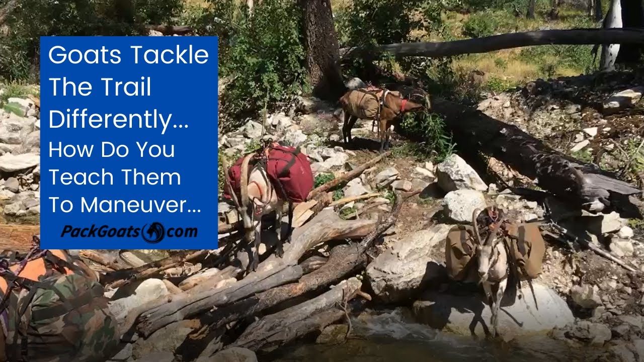 Natural Goat Tendencies on the Trail - YouTube