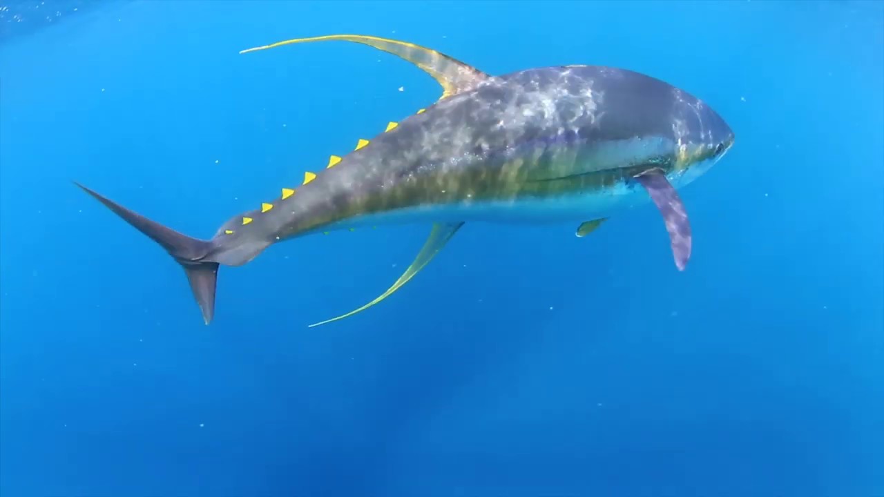 Crazy underwater tuna Action - YouTube