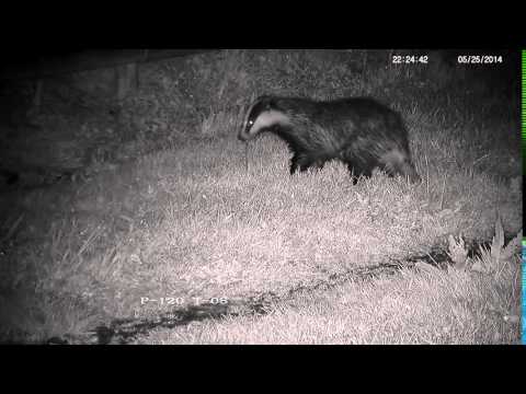A badger eating a worm - UK Wildlife Cam - YouTube