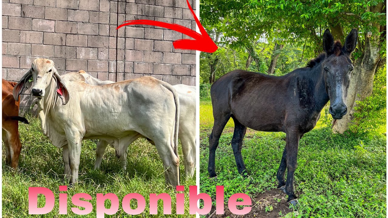 🐄Toretes novillas y bestia mular disponible escoge el que más te guste ...