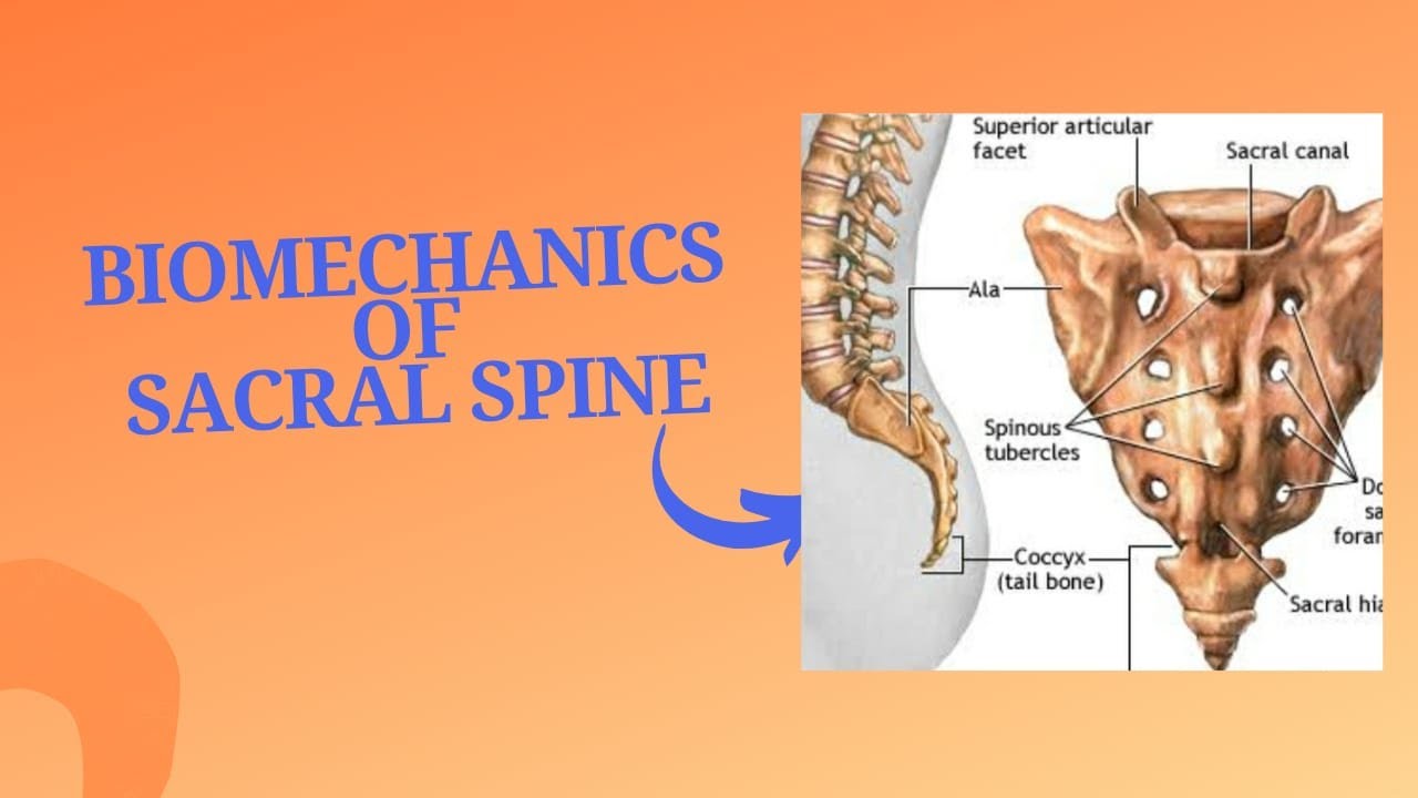 Sacral spine (sacrum) biomechanics with notes in detail. - YouTube
