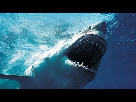 World's Top Shark Attack Hotspots - YouTube