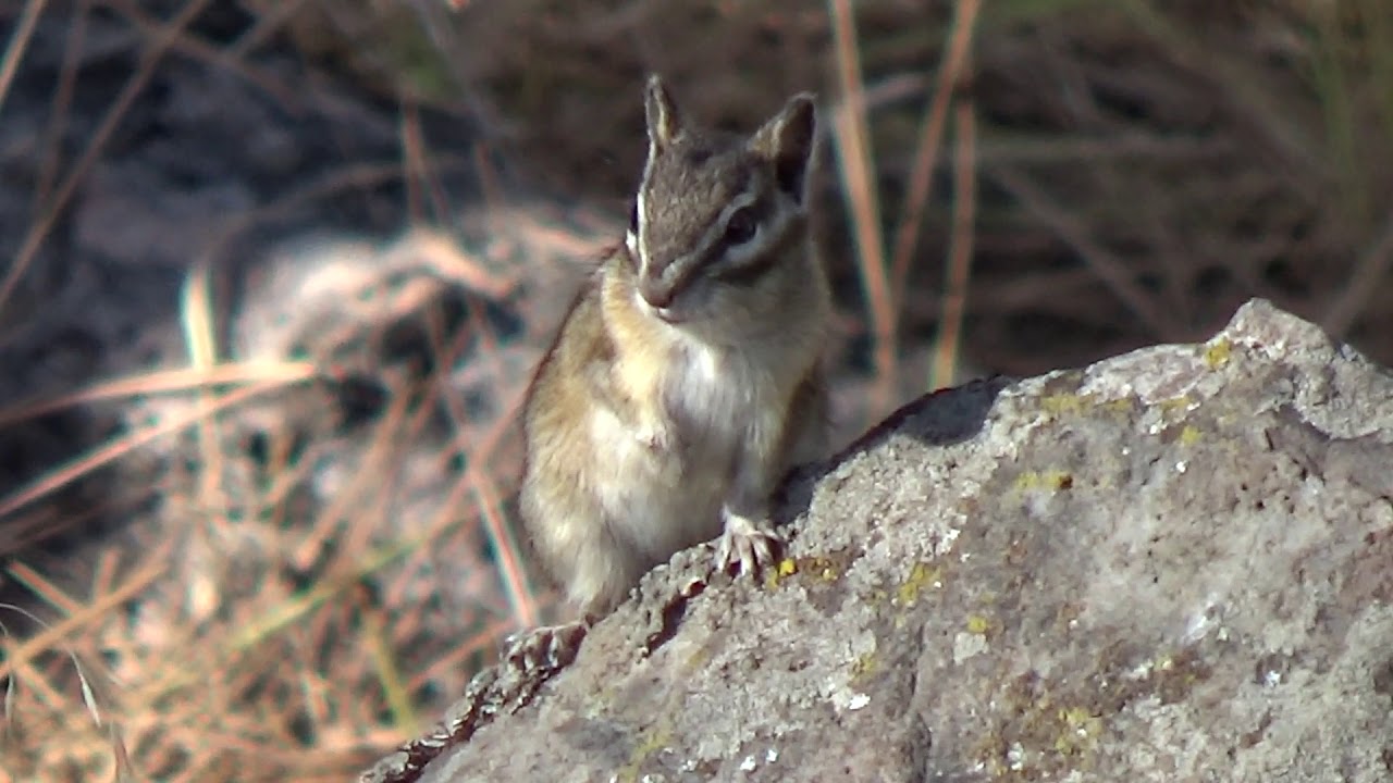 Yellow Pine Chipmunk - YouTube