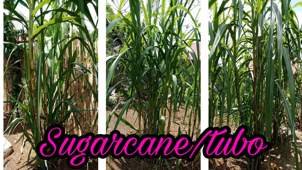 Sugarcane/Tubo - YouTube