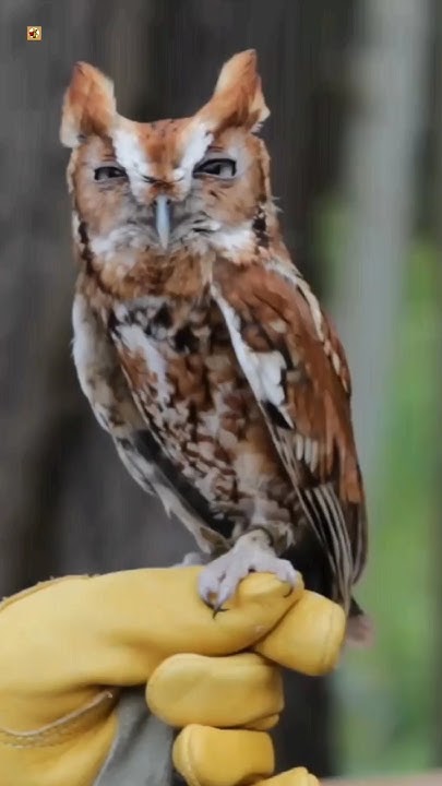 Eastern Screech Owl Sounds - YouTube