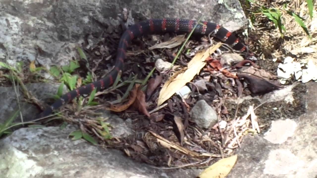 Snake encounter on the Intipunku Trail in Machu Picchu - Nicole van den ...