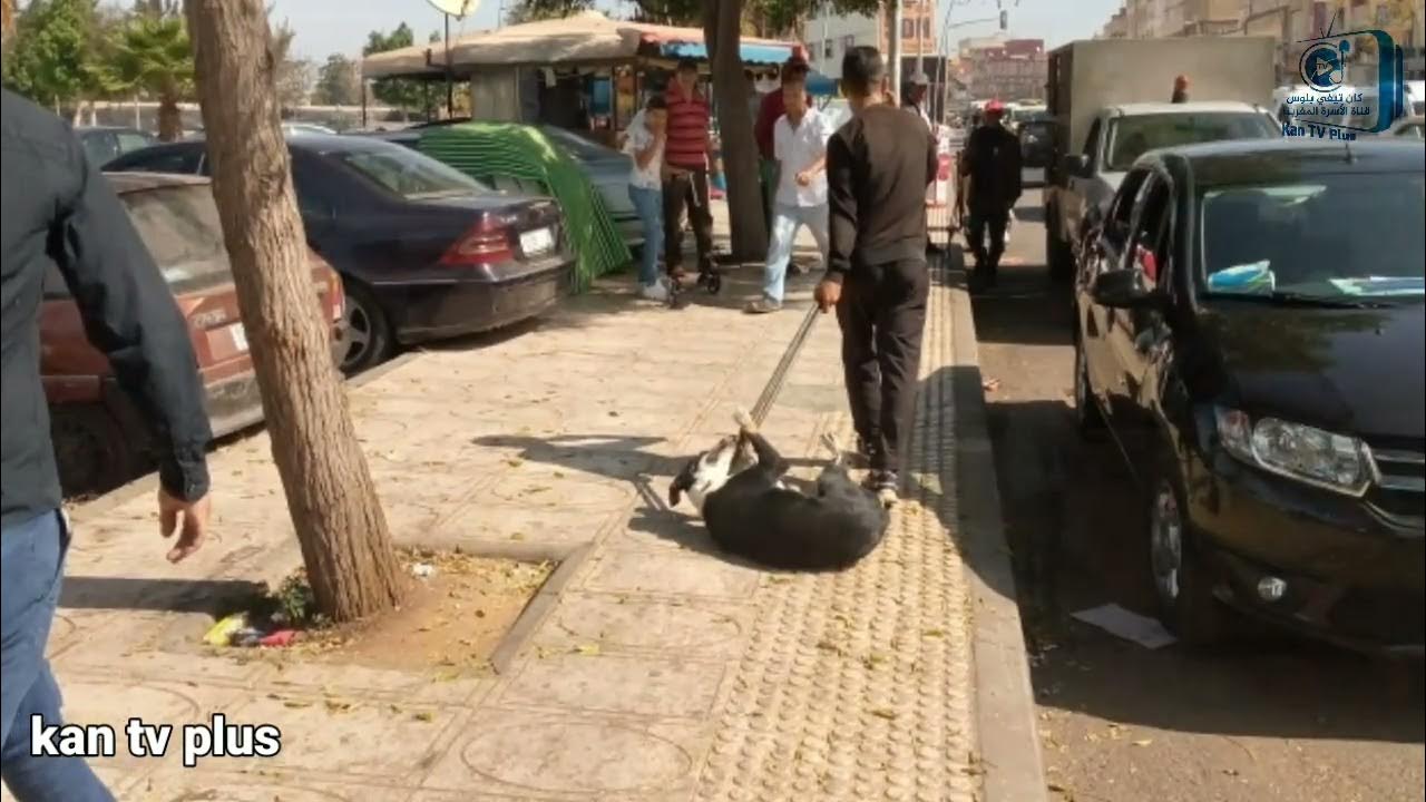 📌 سلا حملة ضد الكلاب الضالة بمقاطعة تابريكت Youtube