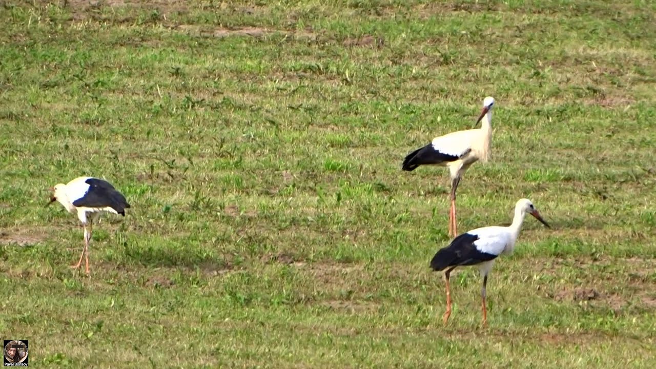 Три аиста в поле. Усадьба Марьино. Ленобласть / Three storks in a field ...