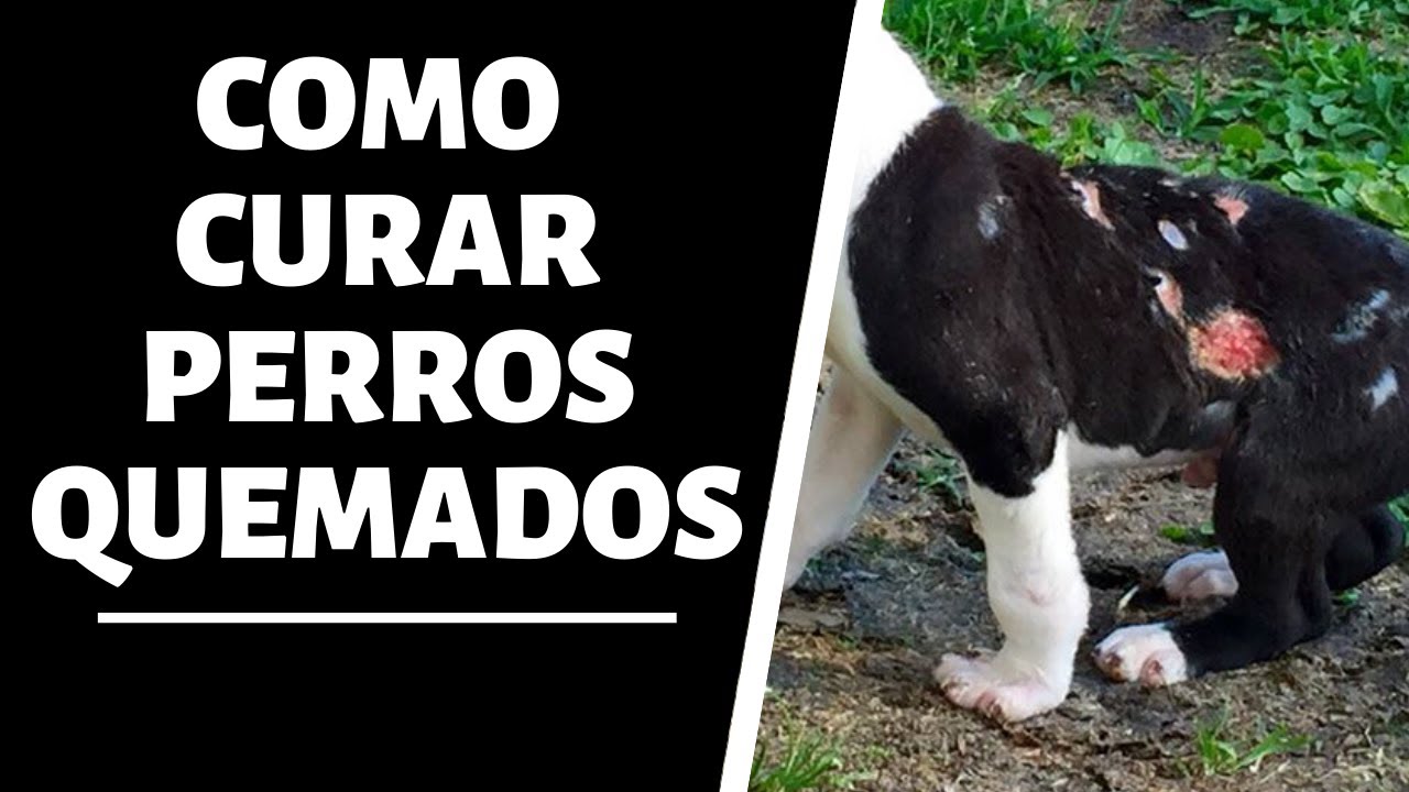 🎯Como Curar las Quemaduras en los Perros Primeros AUXILIOS en las ...